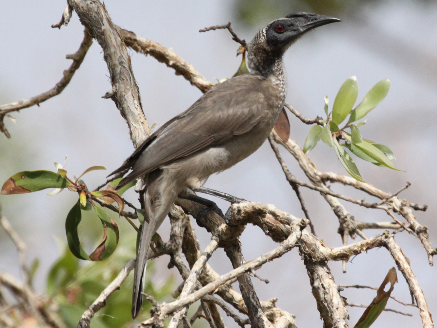 Helmeted Friarbird - eBird