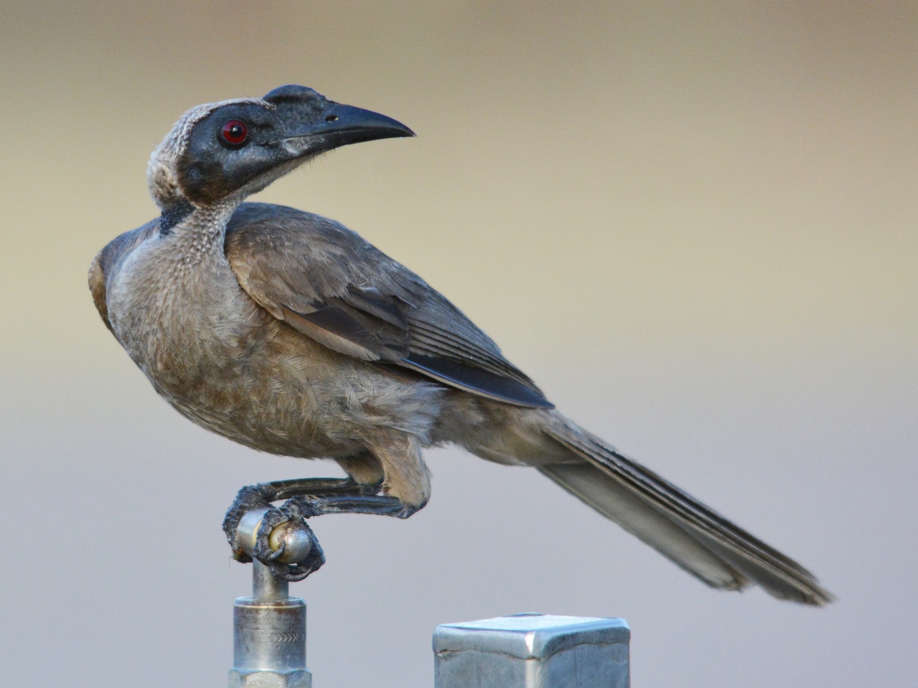 Helmeted Friarbird - eBird