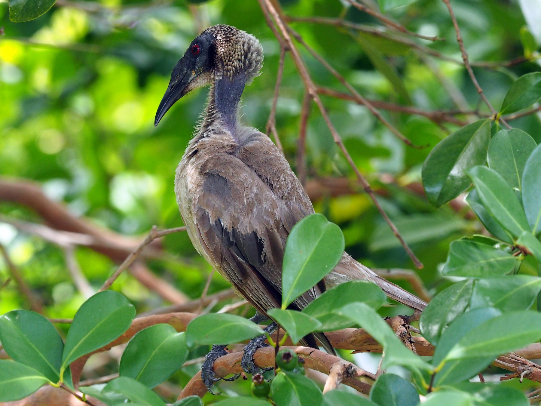 Helmeted Friarbird - eBird