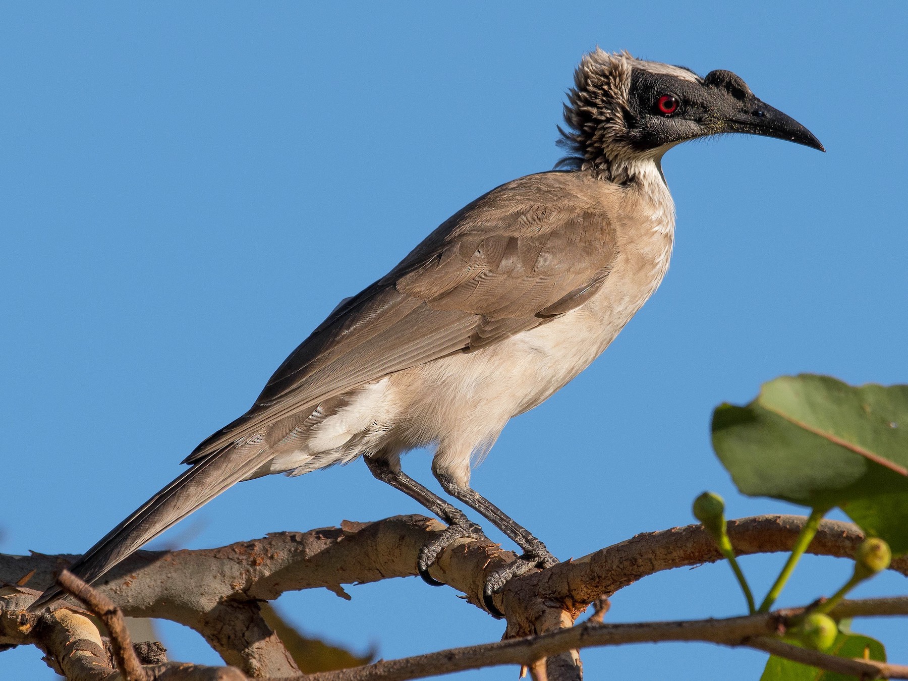 Silver-crowned Friarbird - eBird