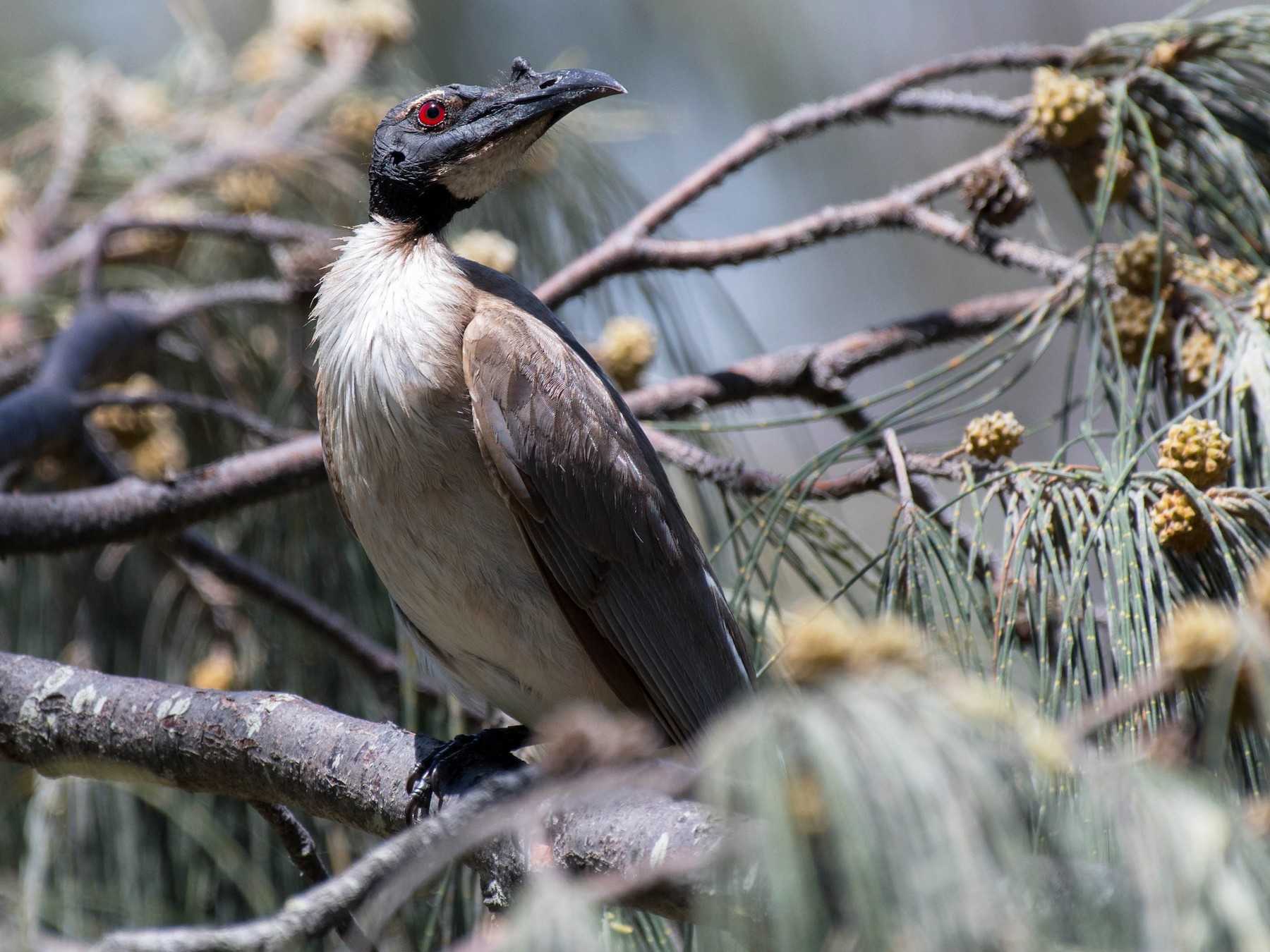 Filemón Chillón - eBird
