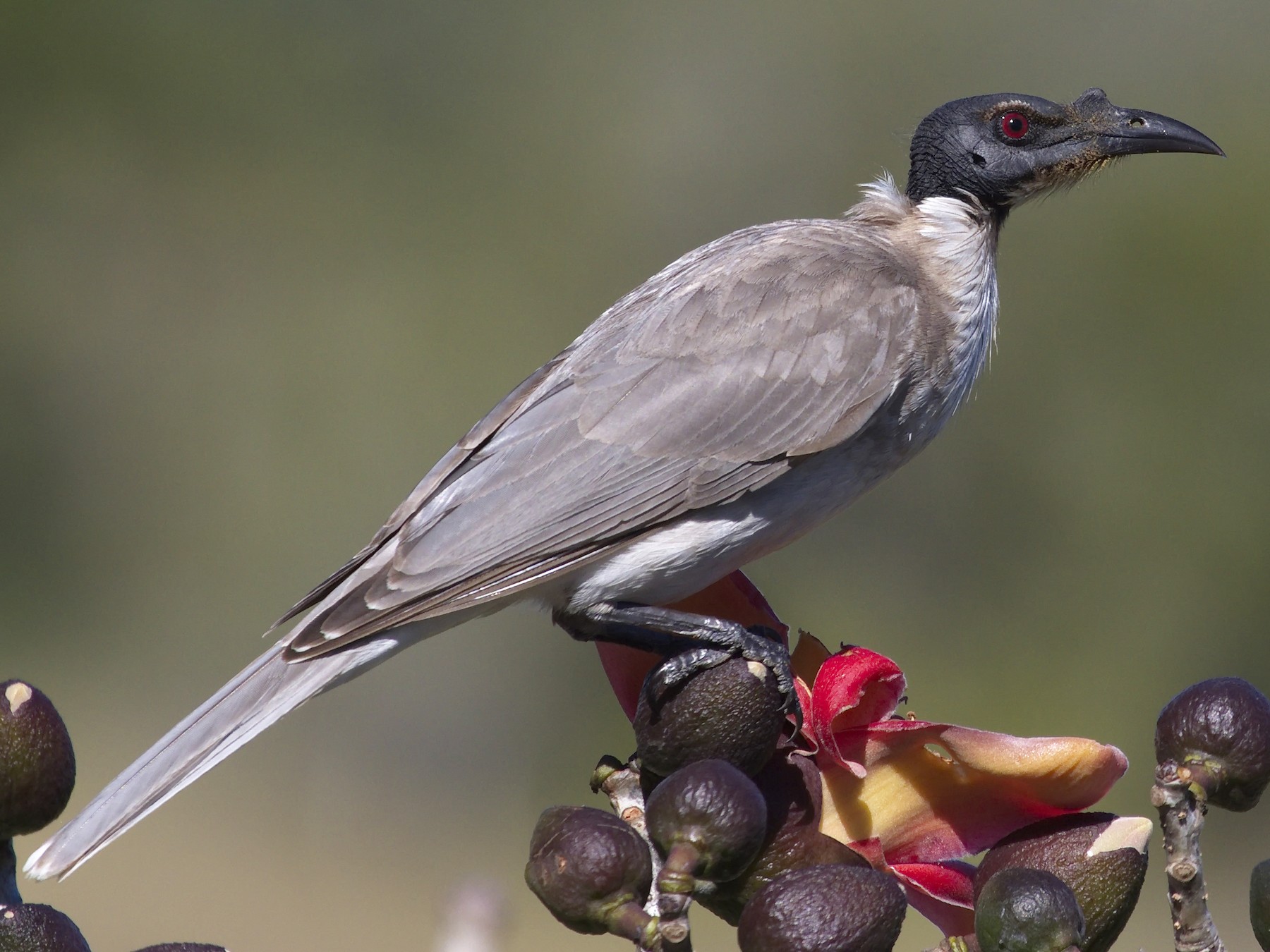 Noisy Friarbird - eBird
