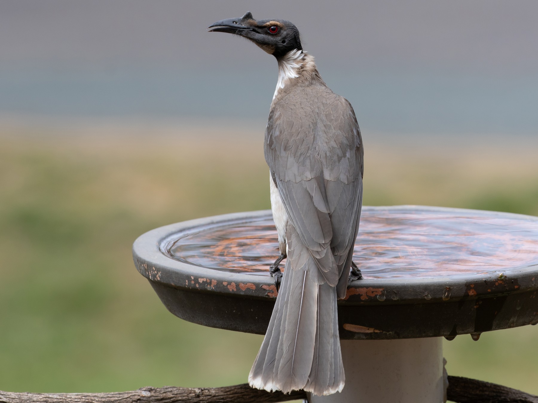 Noisy Friarbird - eBird