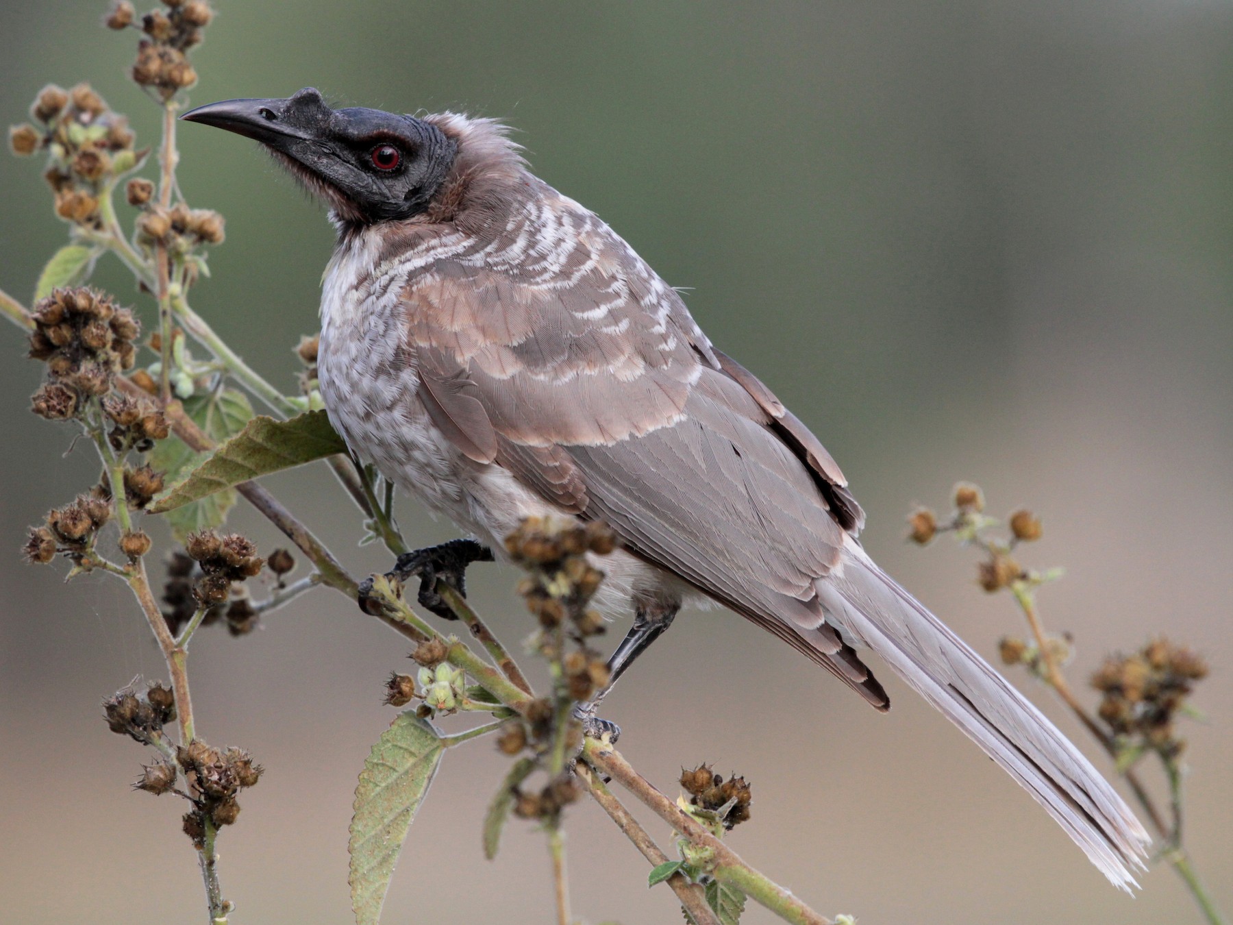 Noisy Friarbird - eBird