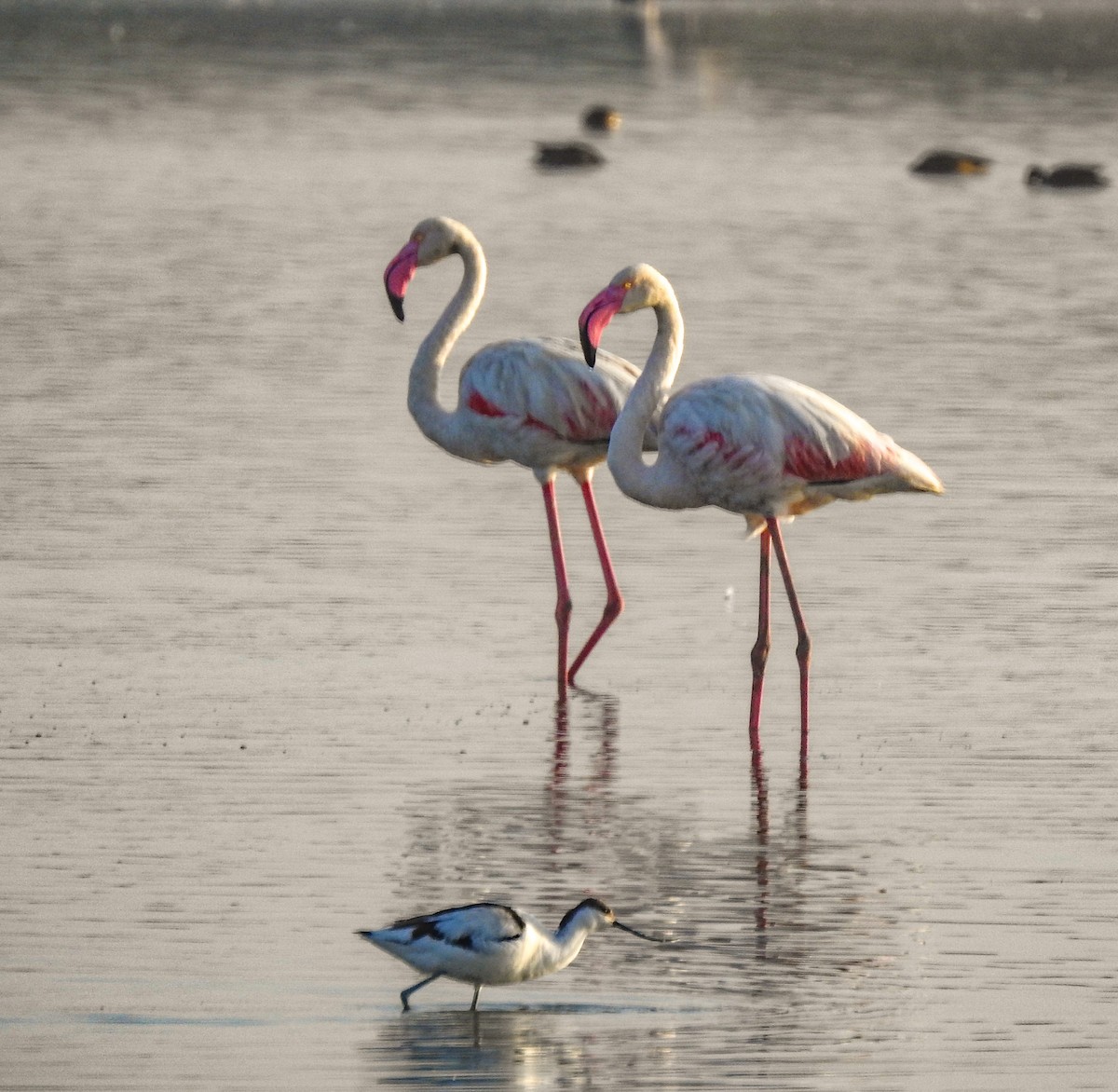 eBird Checklist - 9 Nov 2018 - Little Rann of Kachchh--Nava Talav - 3 ...