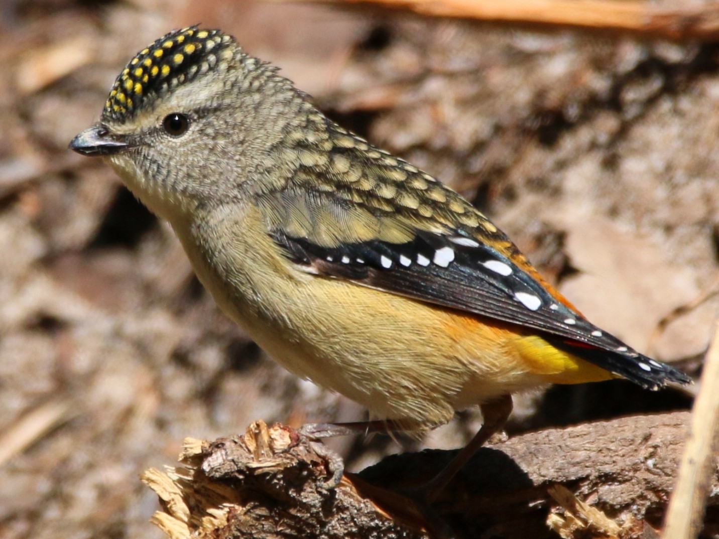 Spotted Pardalote - eBird