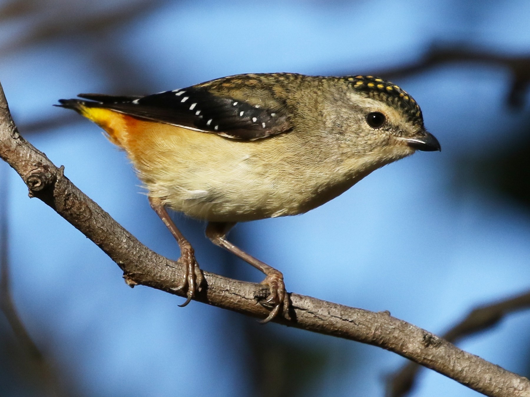 Spotted Pardalote - eBird