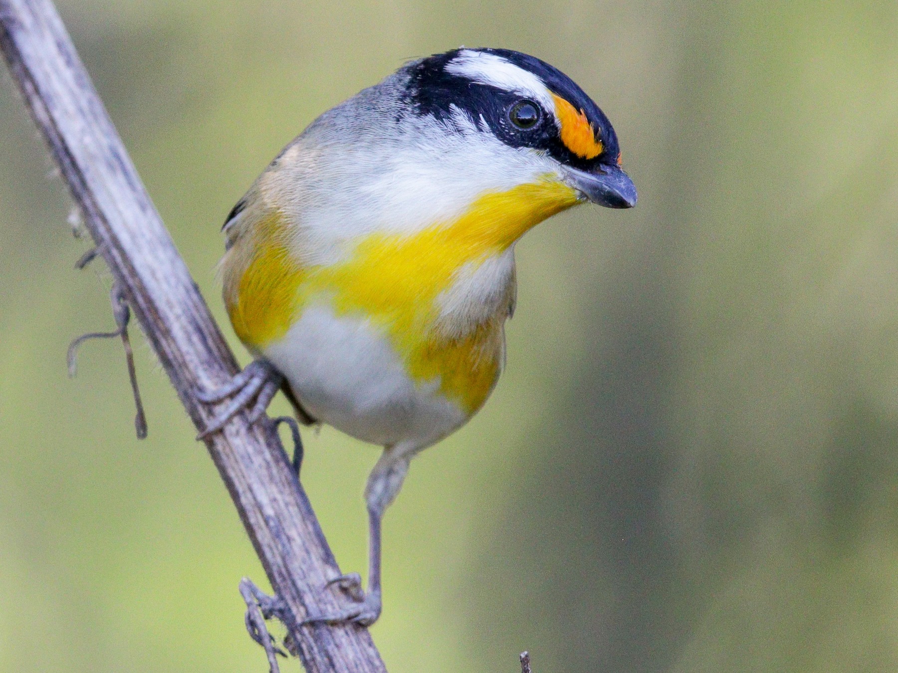 Striated Pardalote - eBird