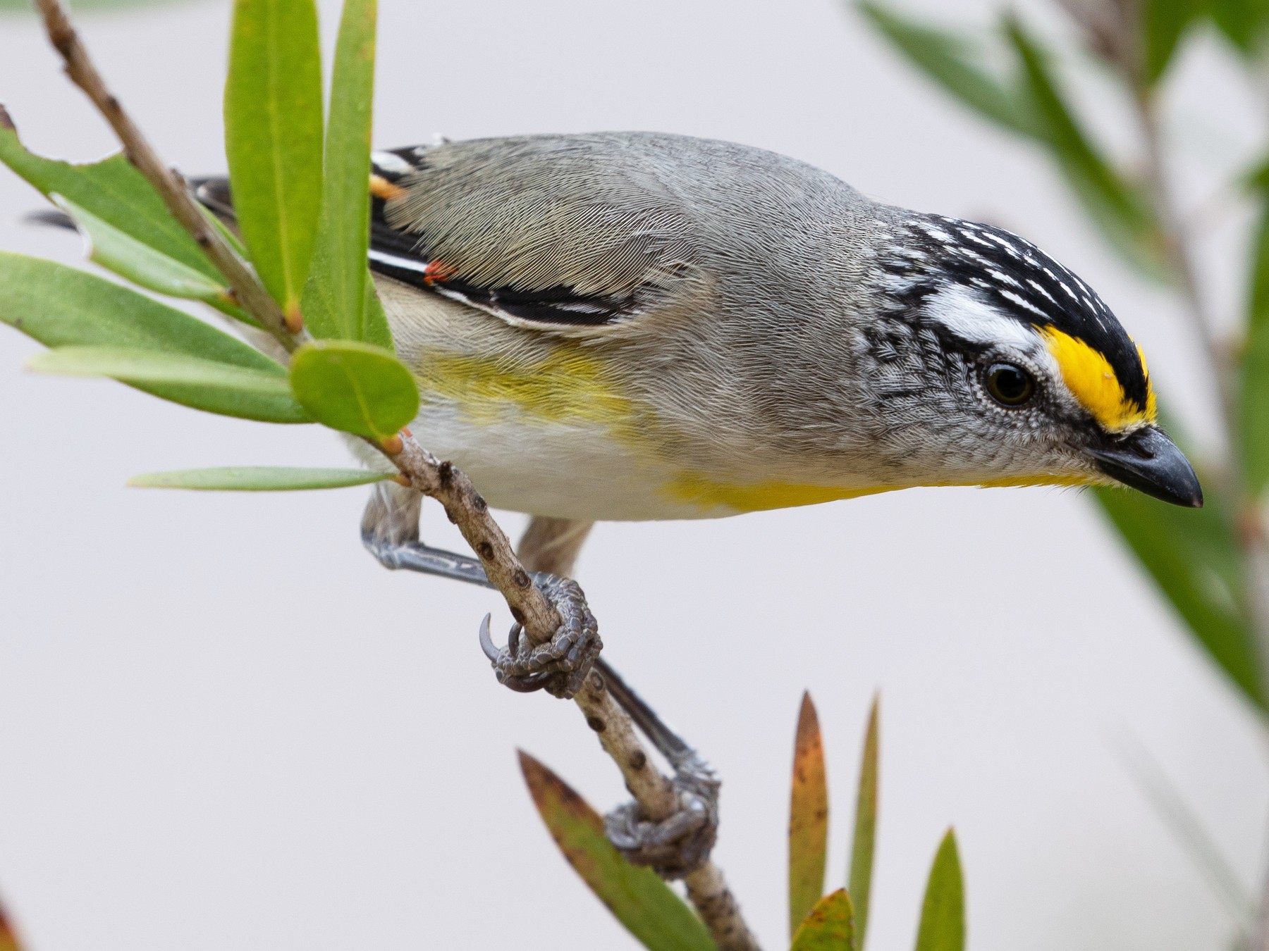 Striated Pardalote - eBird