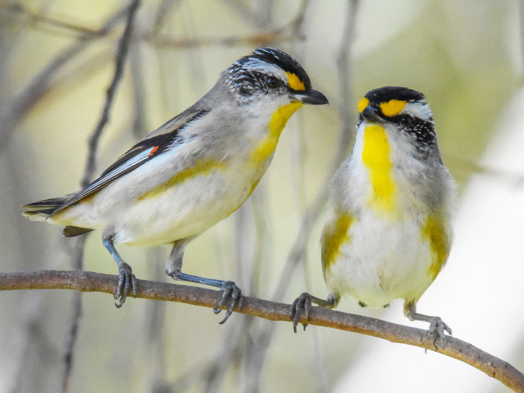 Striated Pardalote - eBird