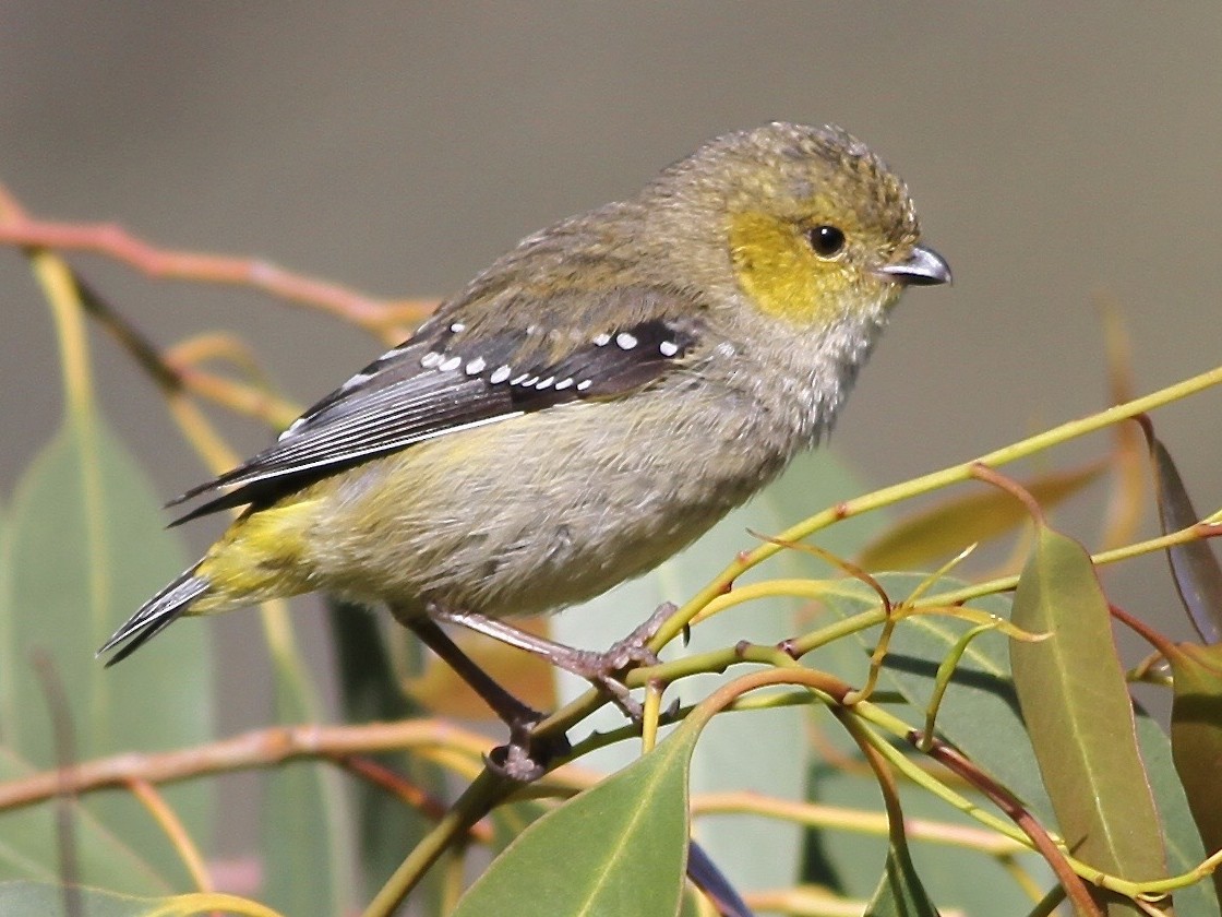 Forty-spotted Pardalote - eBird Australia