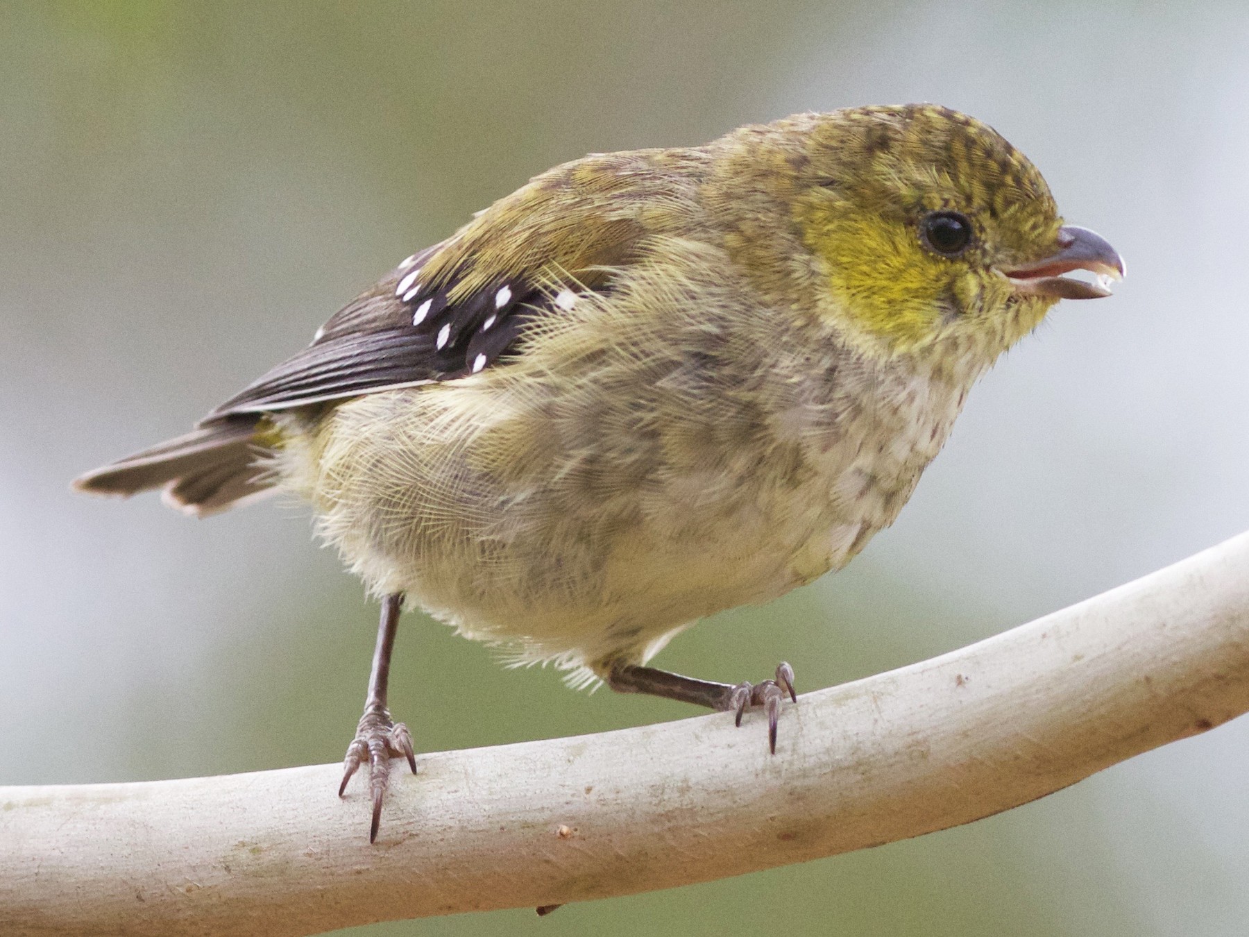 Forty-spotted Pardalote - eBird