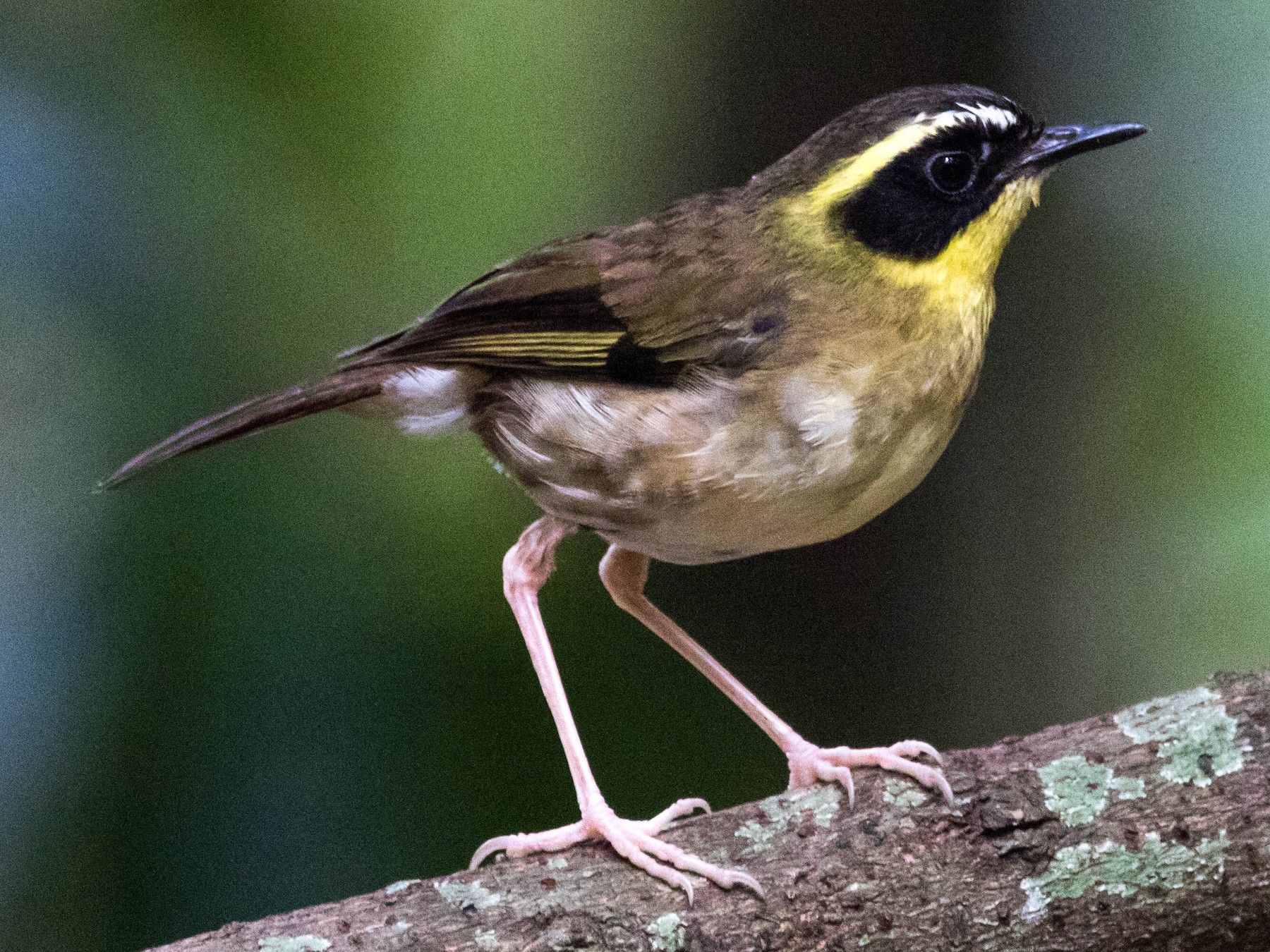 Yellow-throated Scrubwren - eBird
