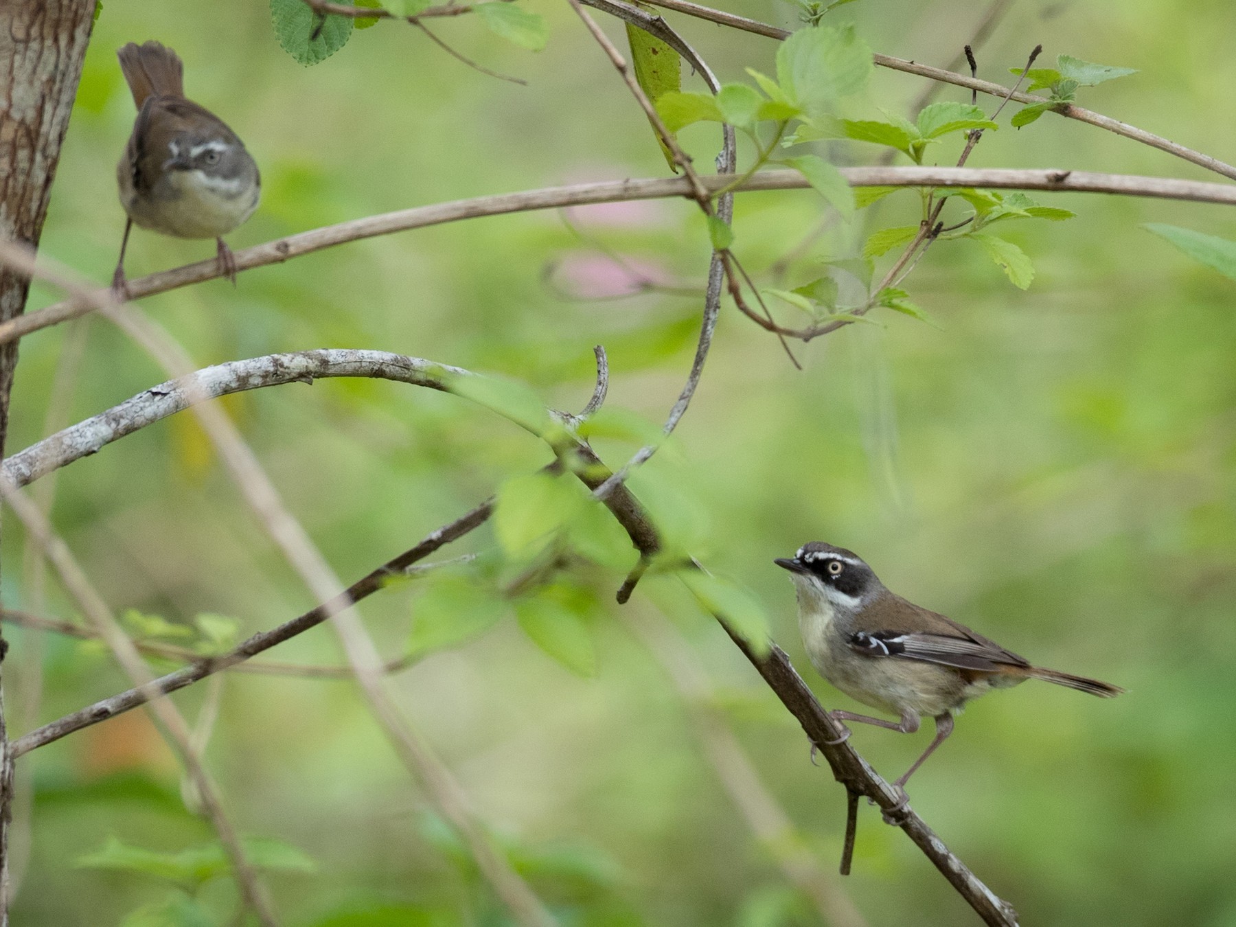 White-browed Scrubwren - eBird