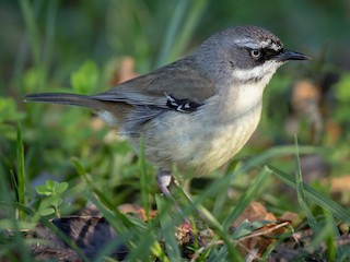 White-browed Scrubwren - eBird