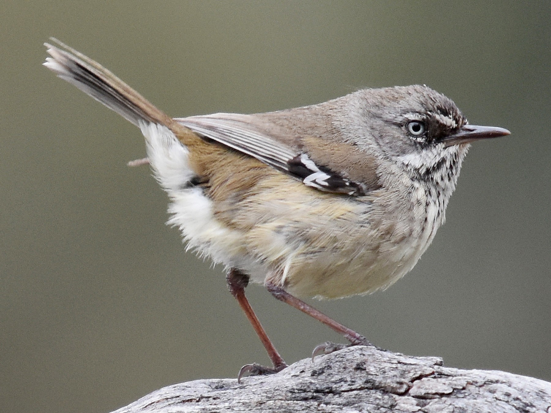 White-browed Scrubwren - eBird