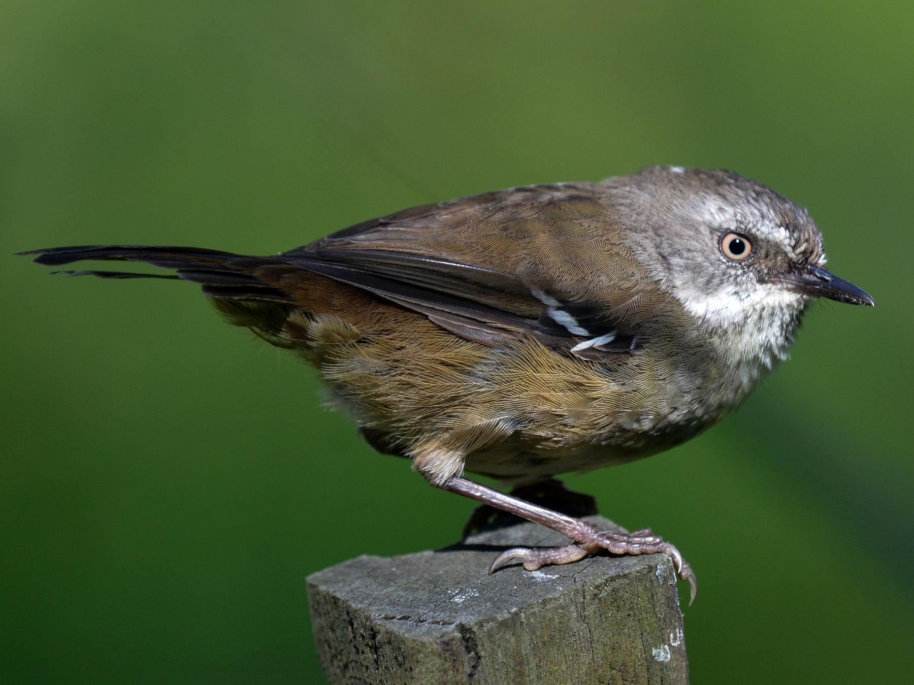 White-browed Scrubwren - eBird