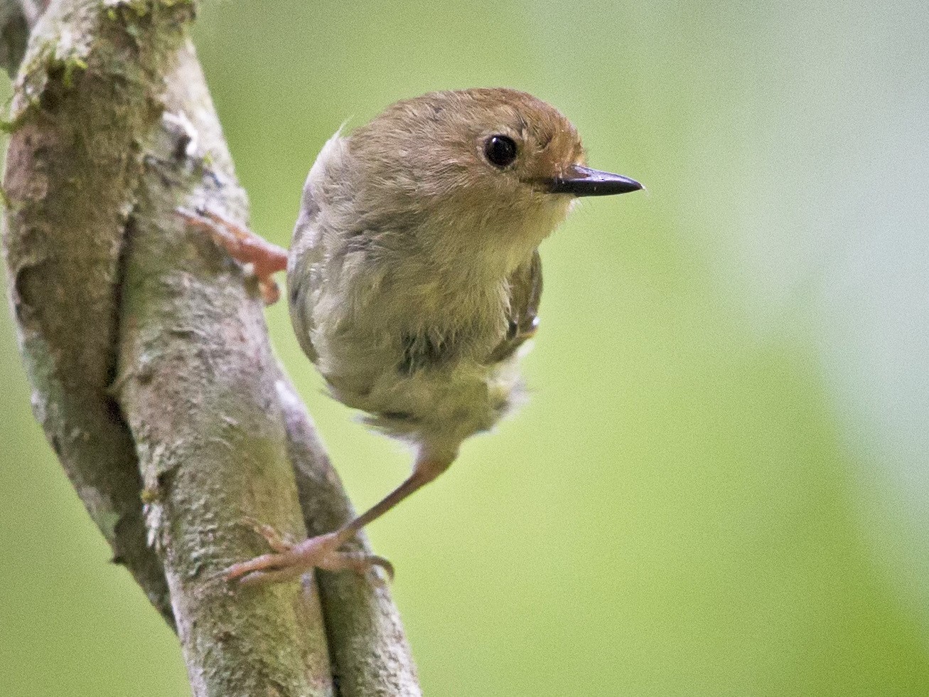 Sedosito Picudo - eBird