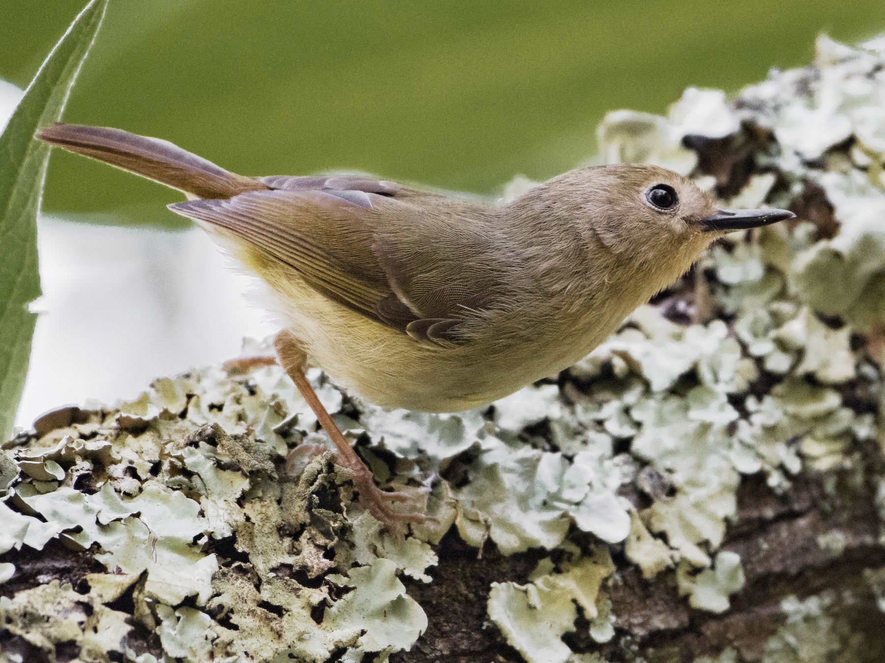 Large-billed Scrubwren - eBird