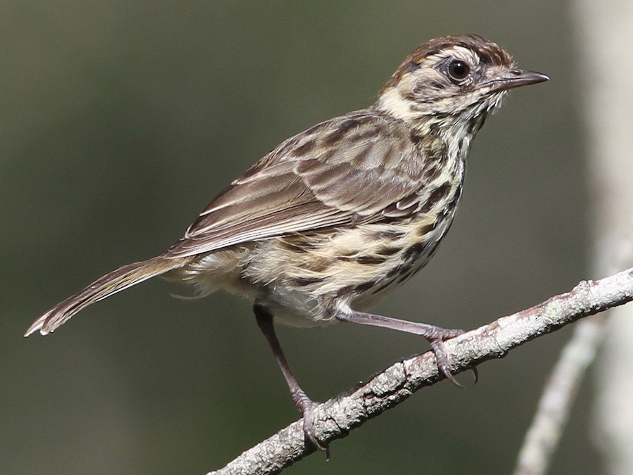 Speckled Warbler - eBird
