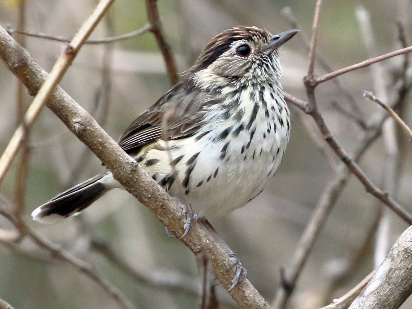 Speckled Warbler - eBird