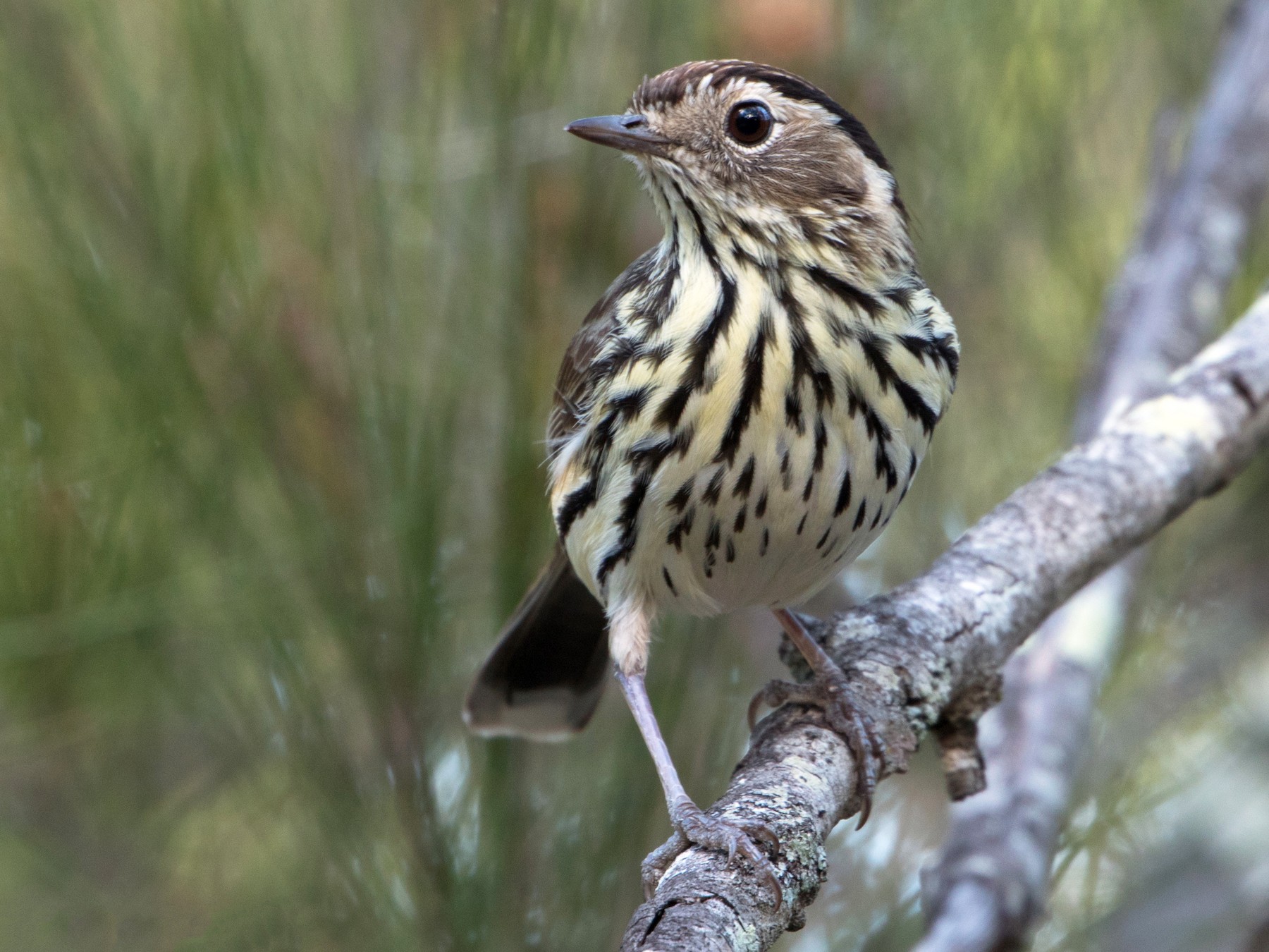 Speckled Warbler - eBird
