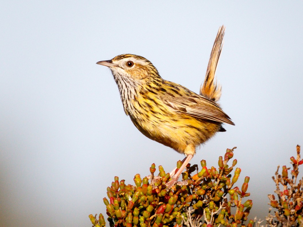 Striated Fieldwren - eBird