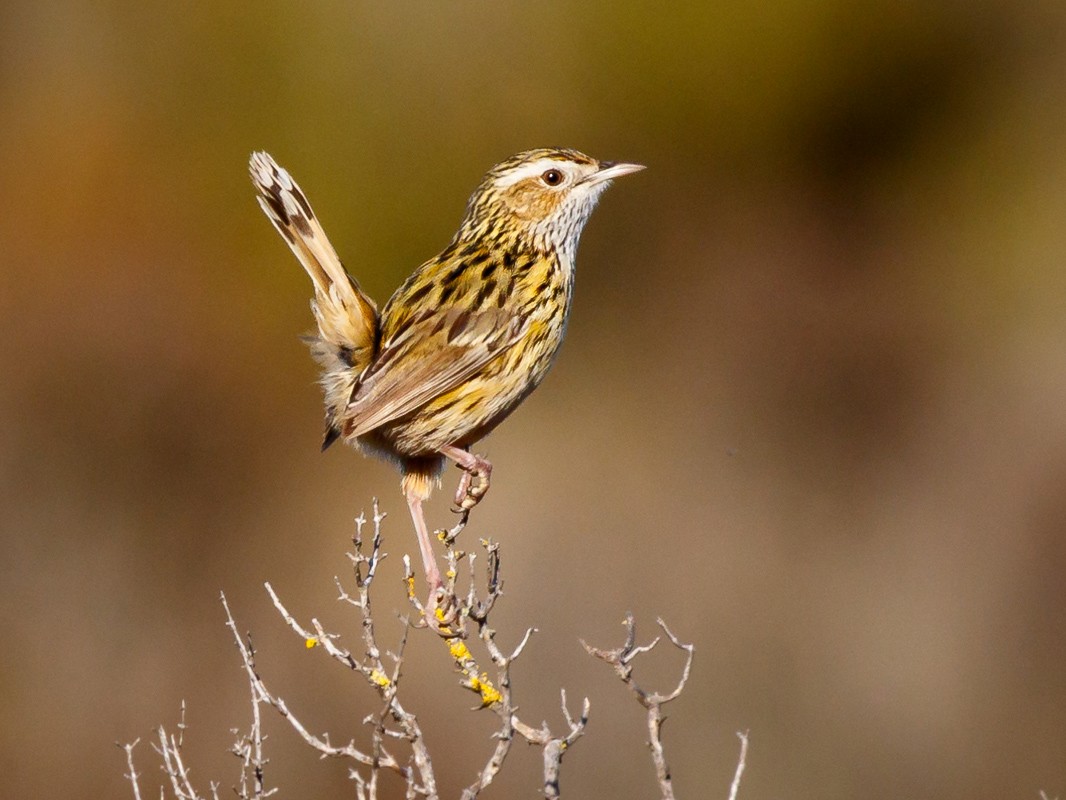 Striated Fieldwren - eBird