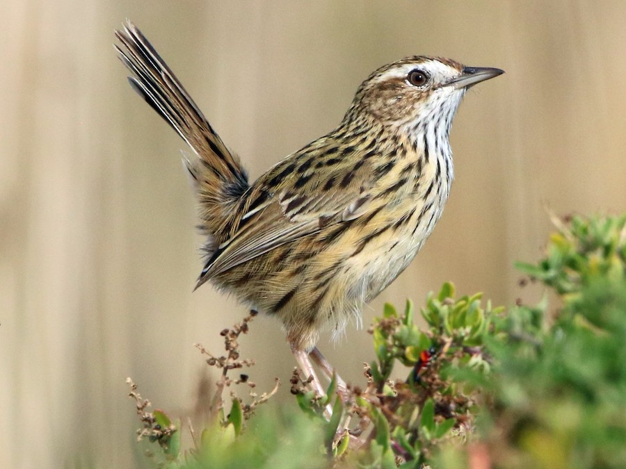 Striated Fieldwren - eBird