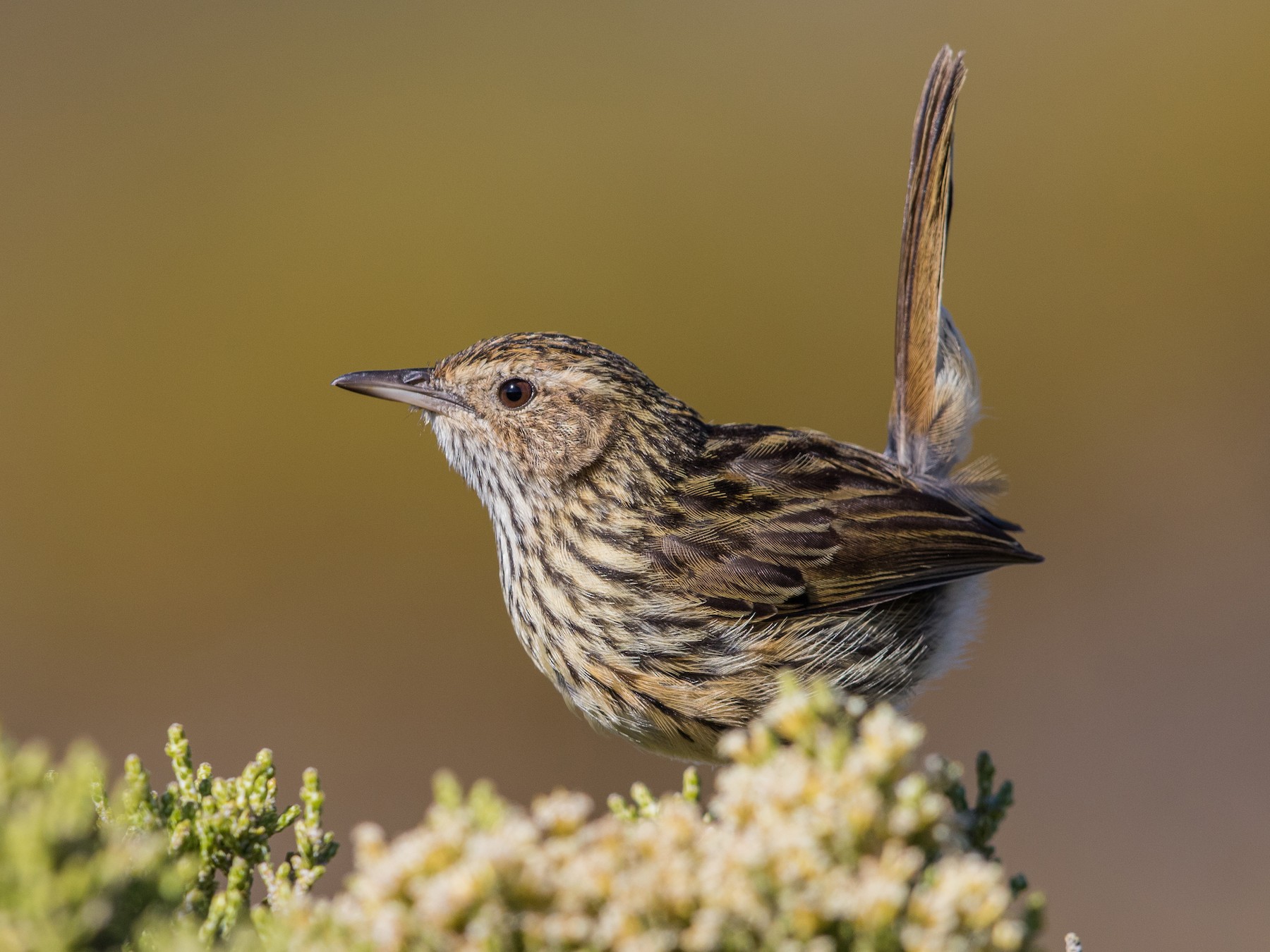 Striated Fieldwren - eBird