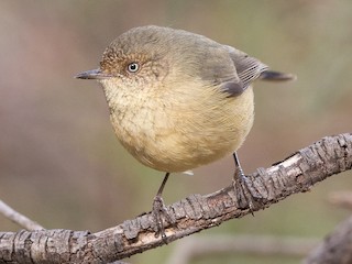 Buff-rumped Thornbill - eBird