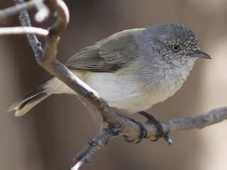 Buff-rumped Thornbill - eBird