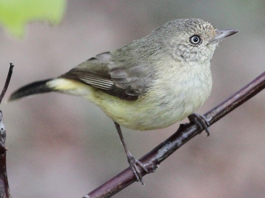 Buff-rumped Thornbill - eBird