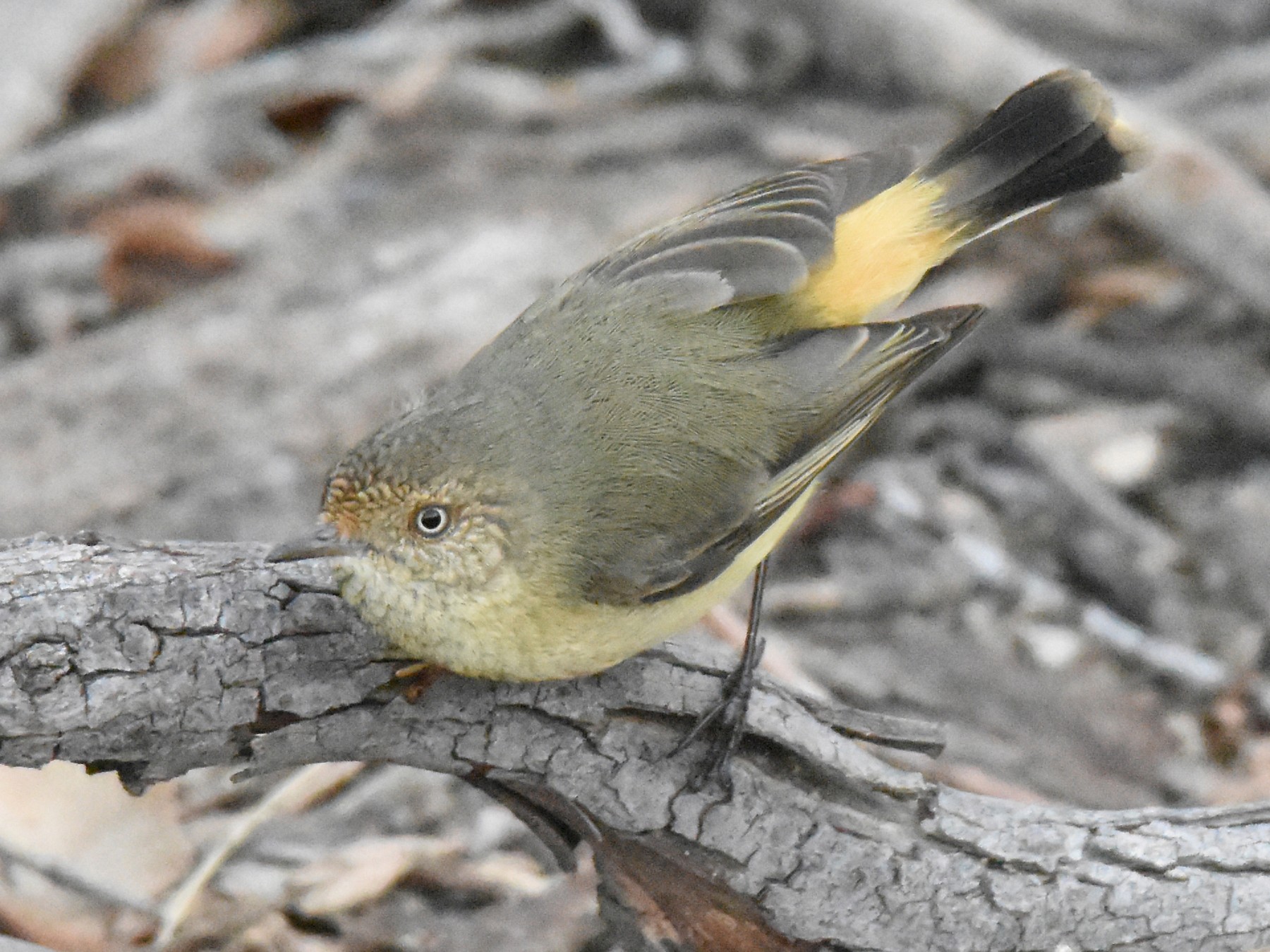 Buff-rumped Thornbill - eBird