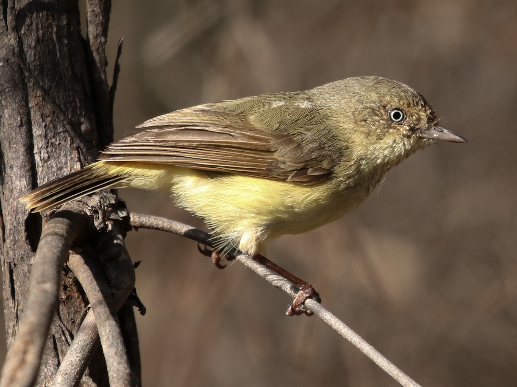 Buff-rumped Thornbill - eBird