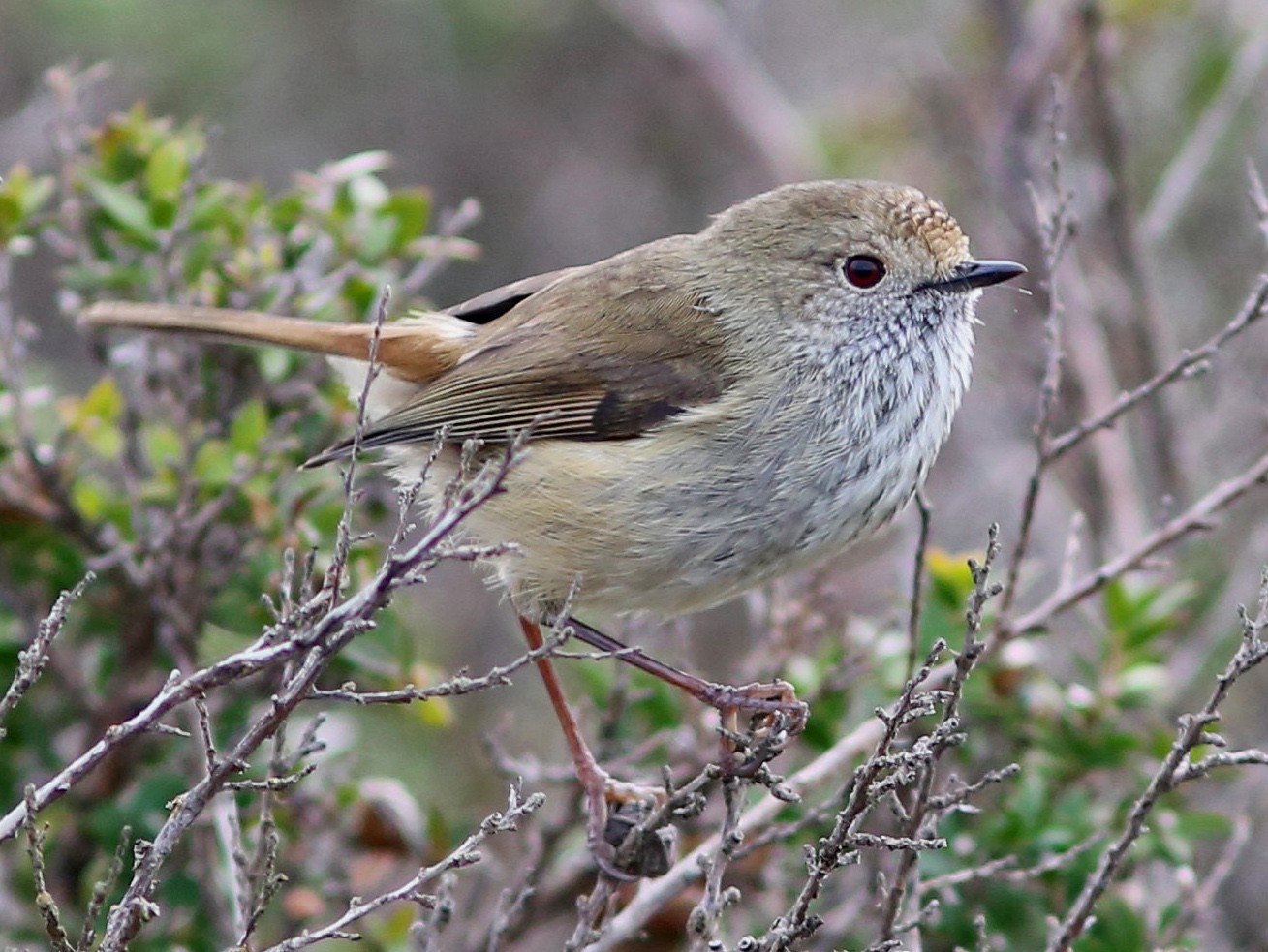 Brown Thornbill - eBird
