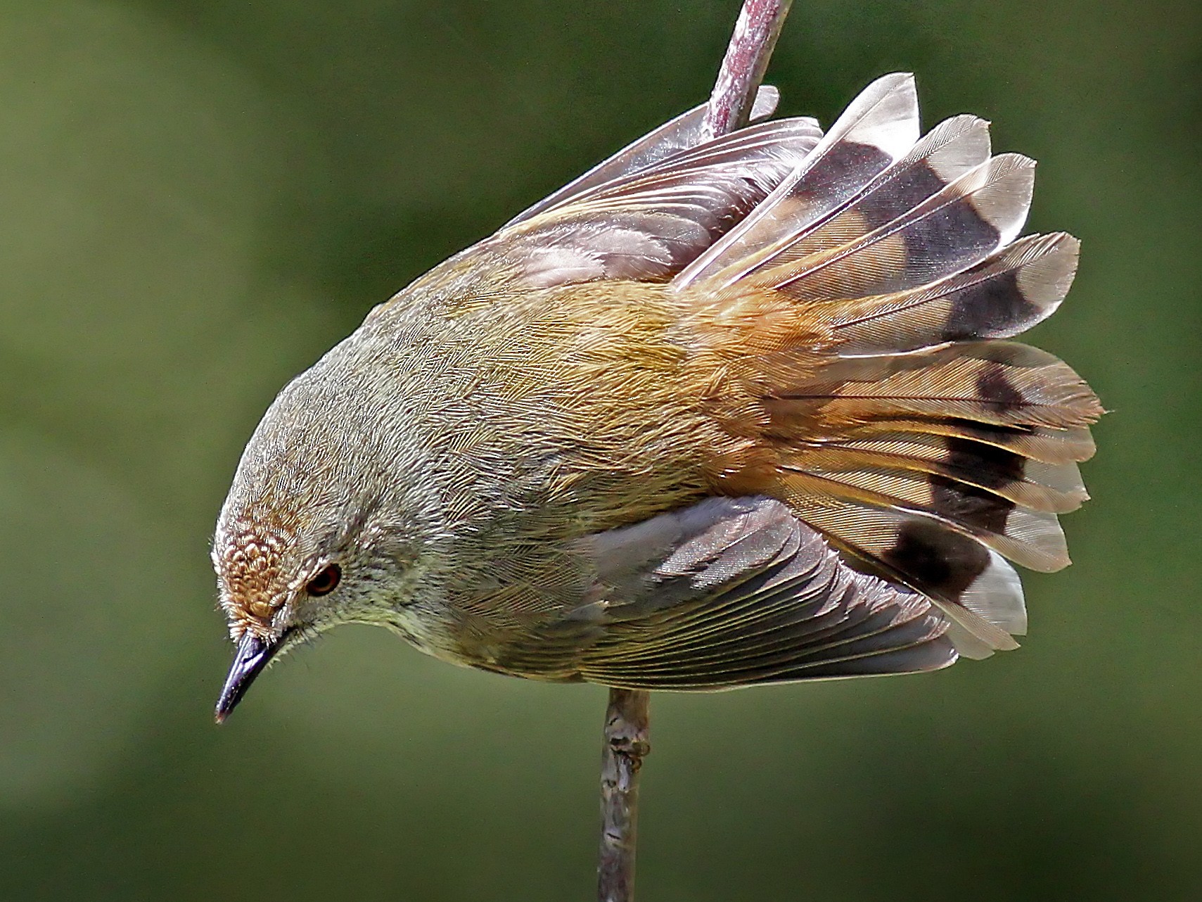 Brown Thornbill - eBird