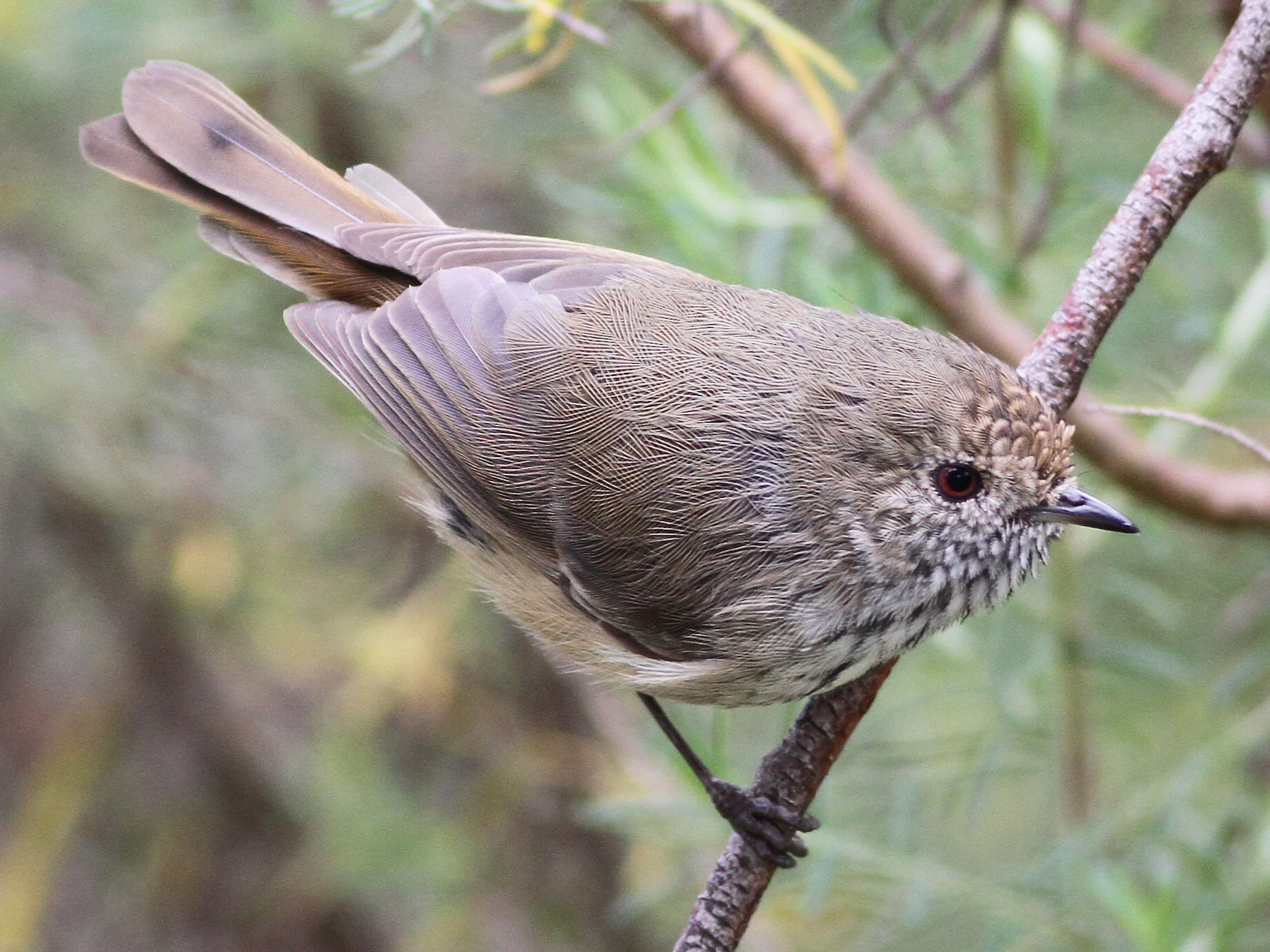 Brown Thornbill - eBird