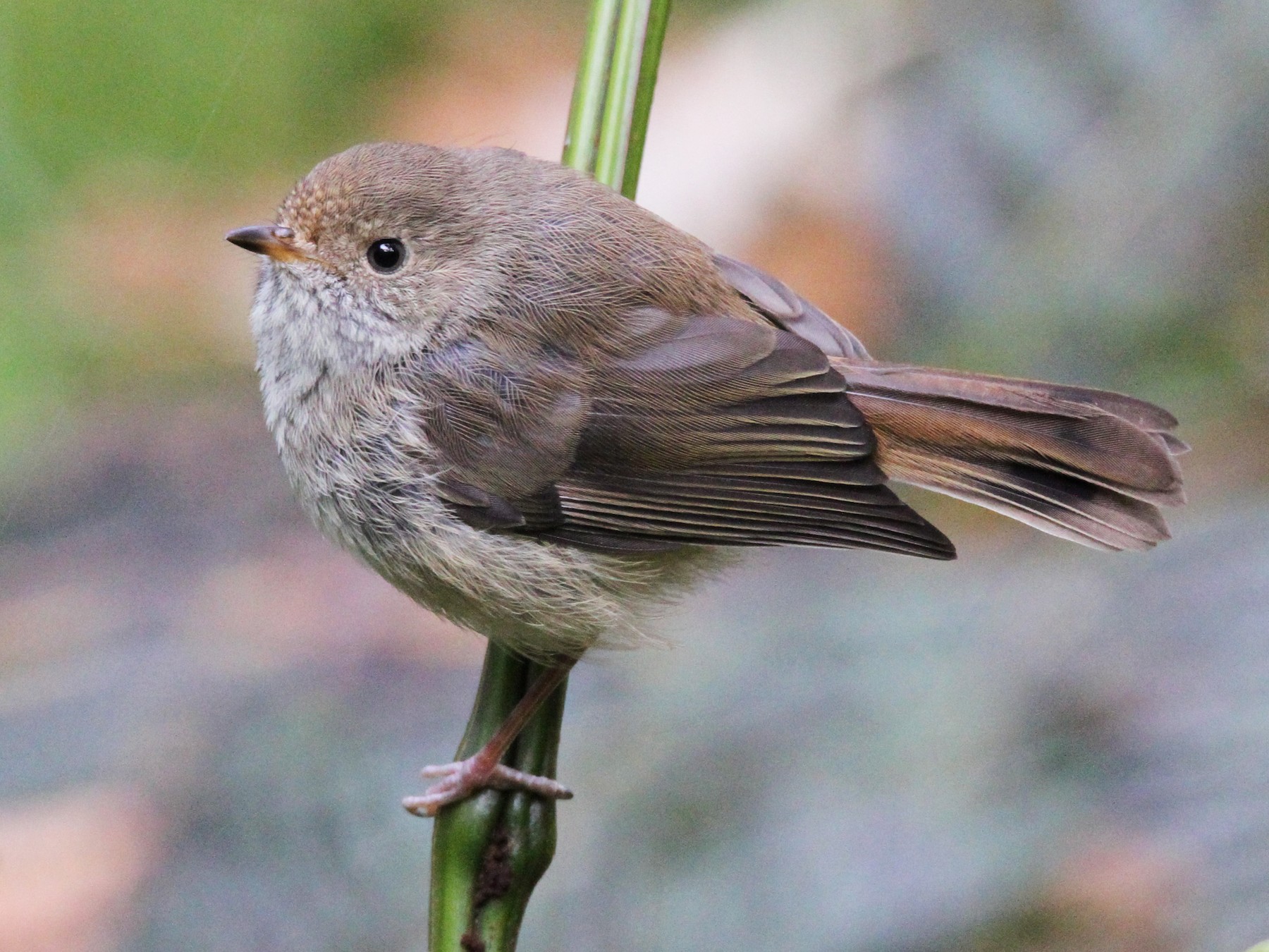 Brown Thornbill - eBird