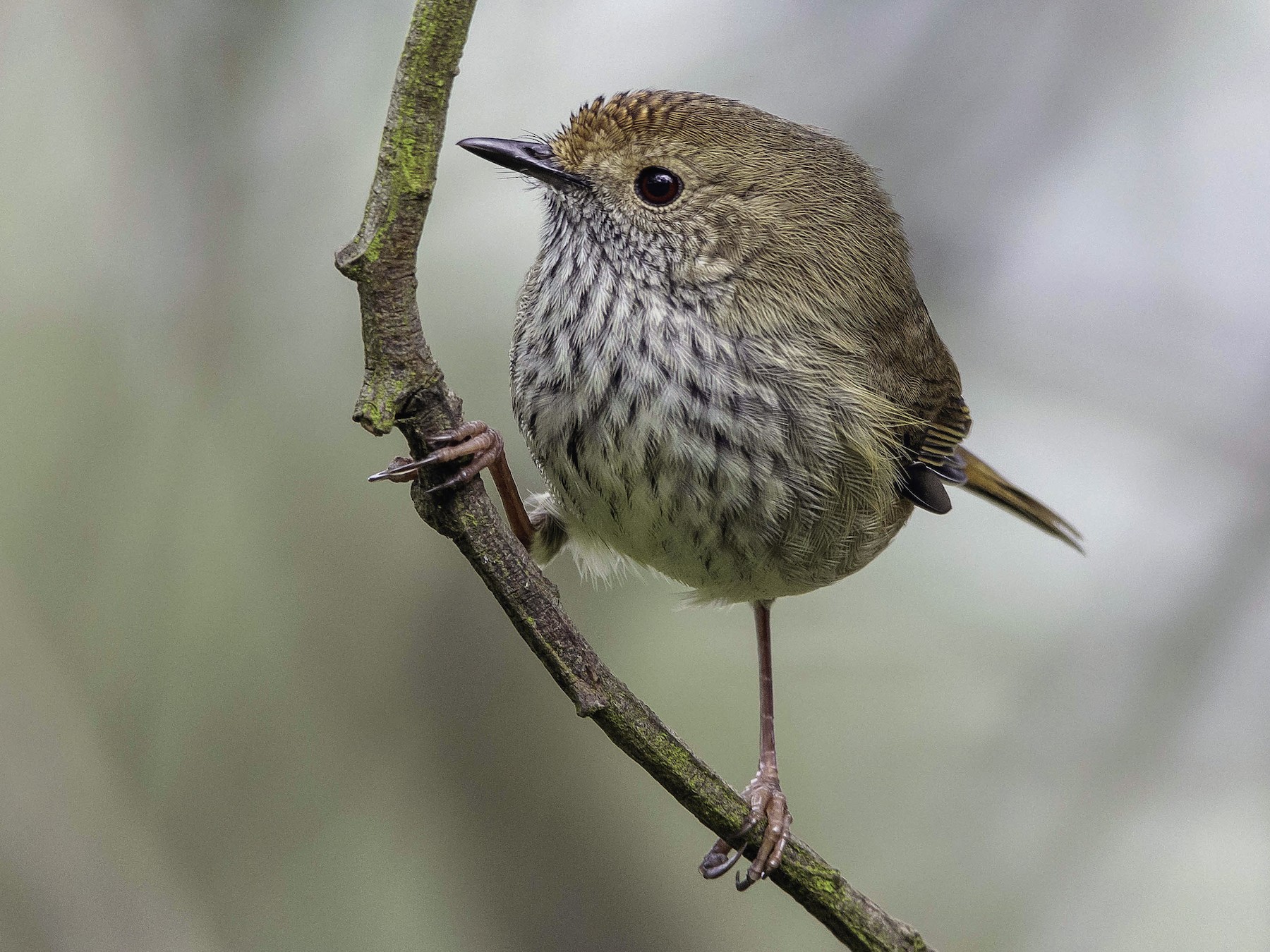 Brown Thornbill - eBird
