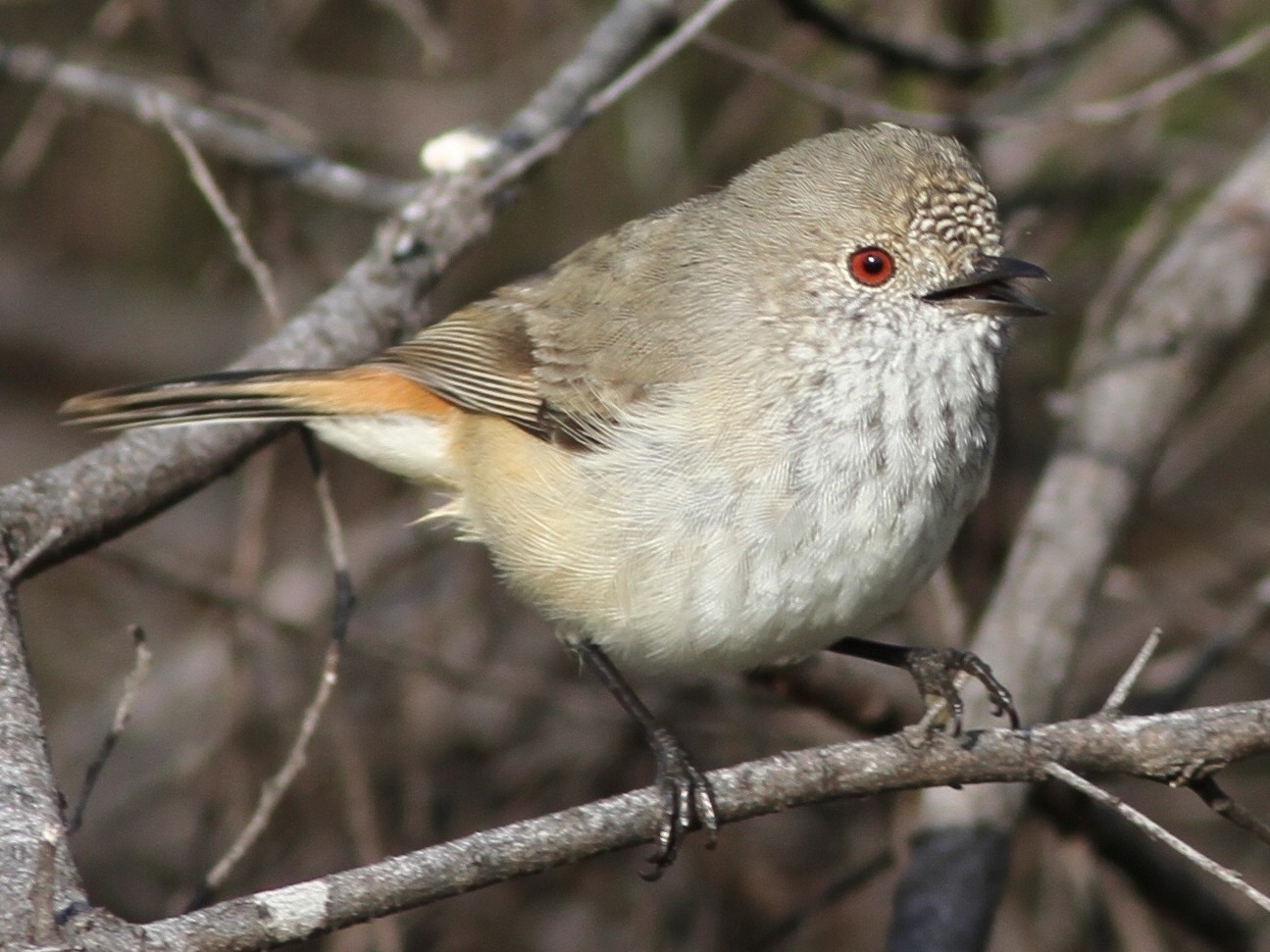 Inland Thornbill - eBird