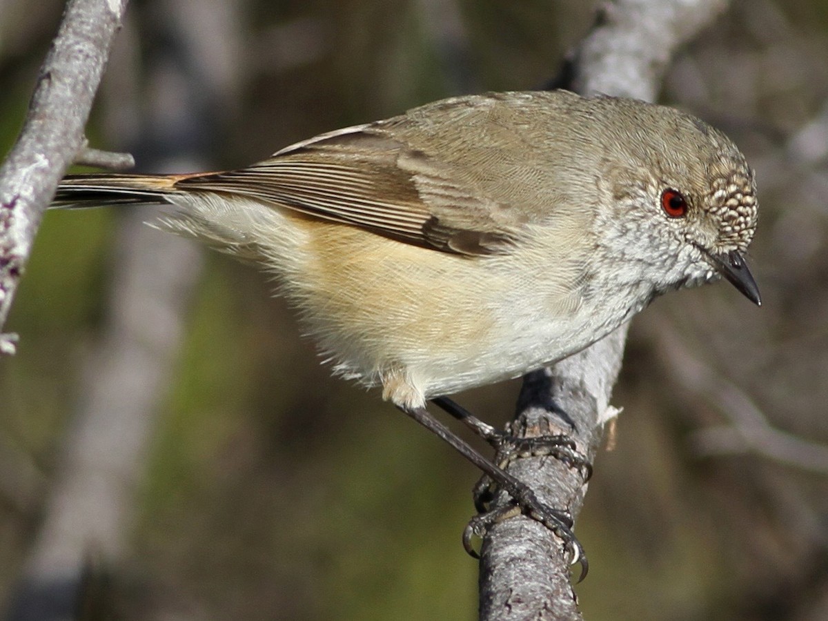 Inland Thornbill - Acanthiza apicalis - Birds of the World