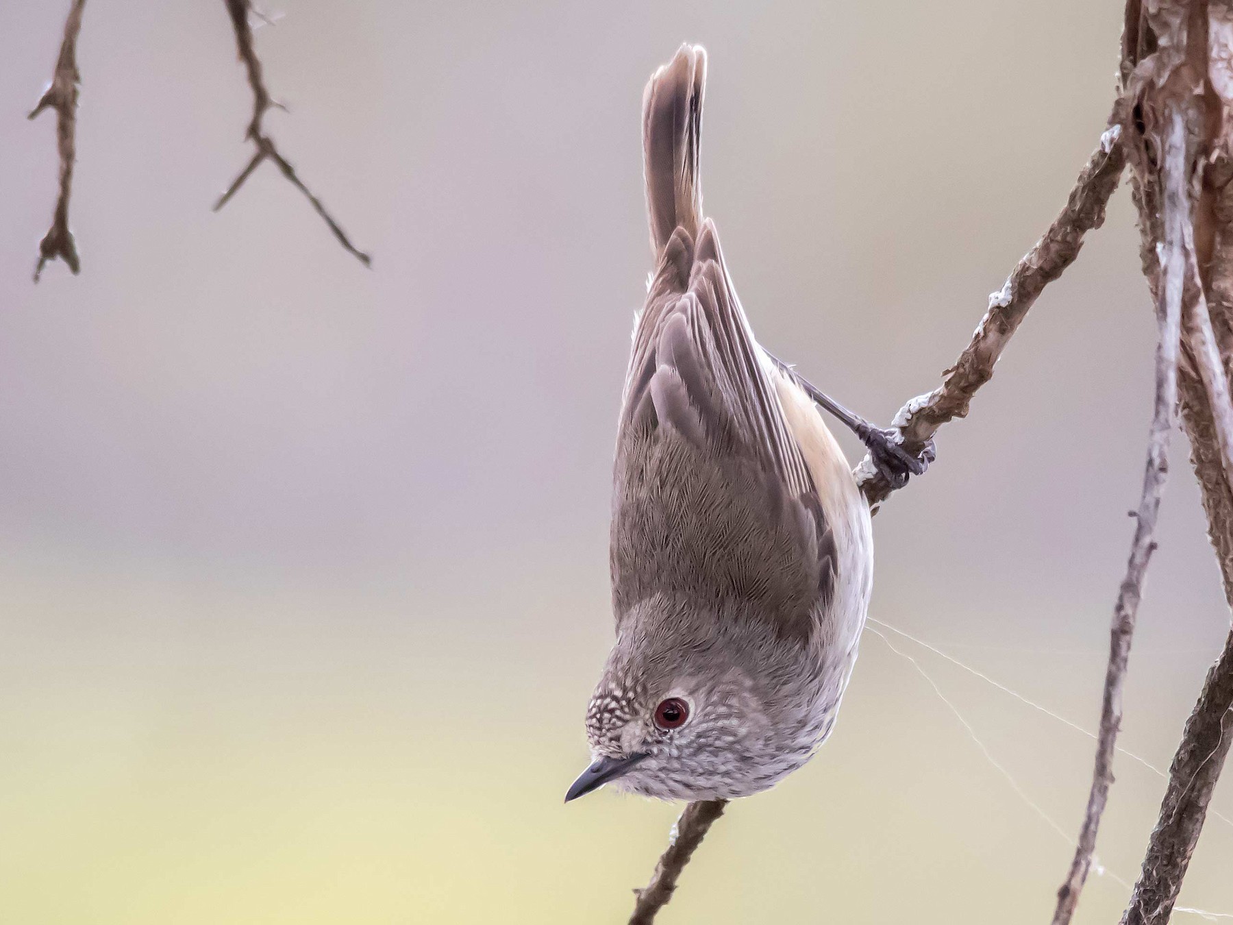 Acantiza Apical - eBird