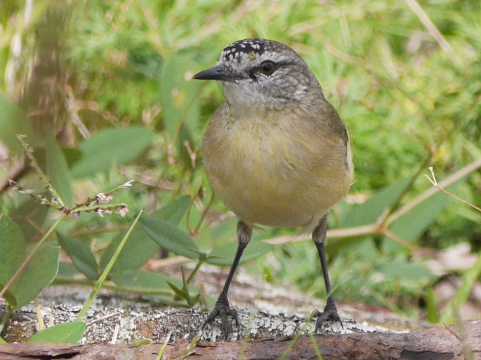 Acantiza Culigualda - eBird