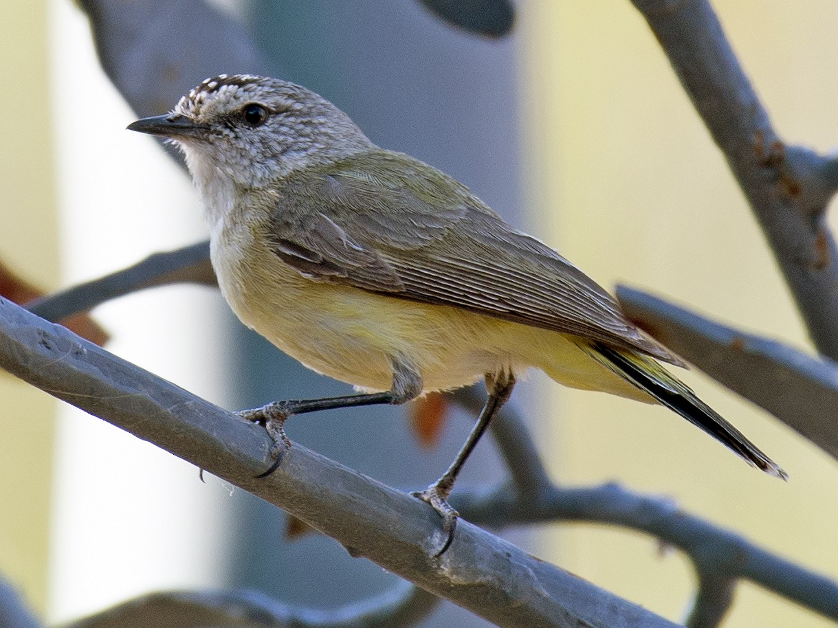 Yellow-rumped Thornbill - eBird