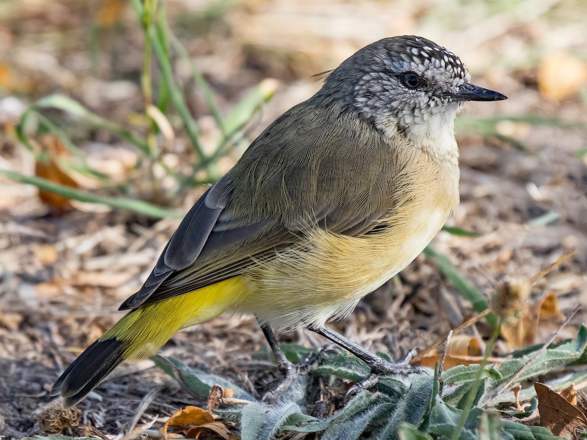 Yellow-rumped Thornbill - Acanthiza chrysorrhoa - Birds of the World