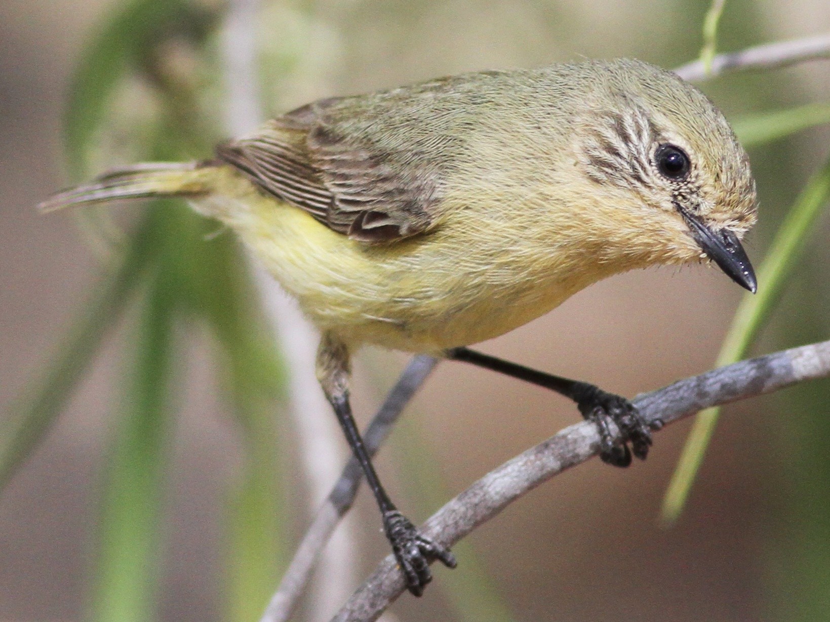 Yellow Thornbill - eBird