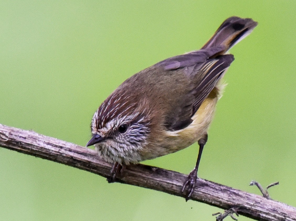 Acantiza estriada - eBird