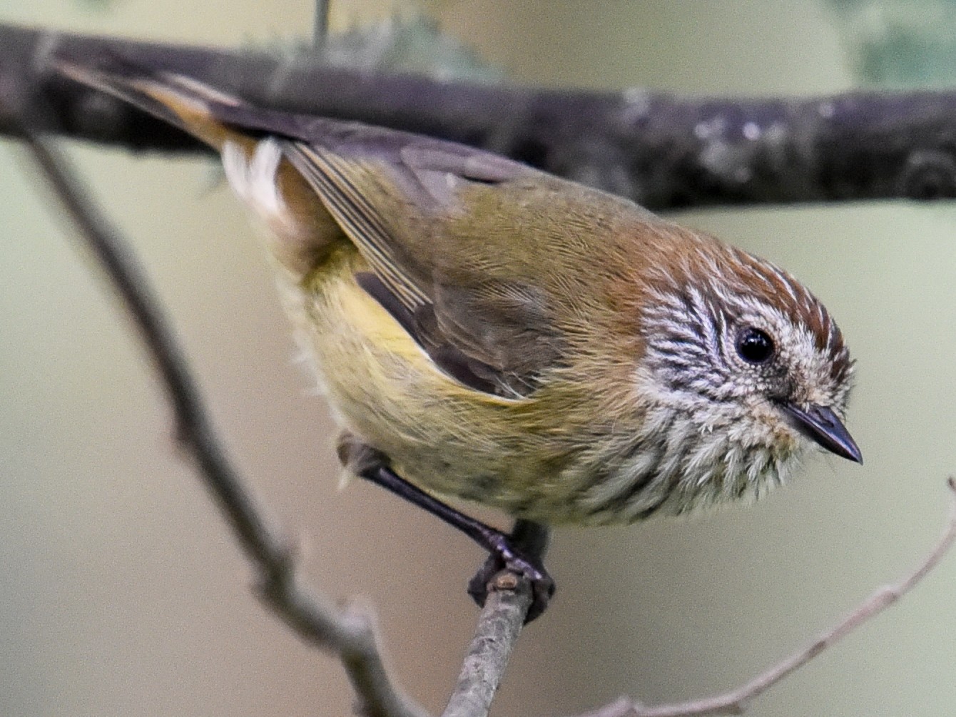 Striated Thornbill - eBird
