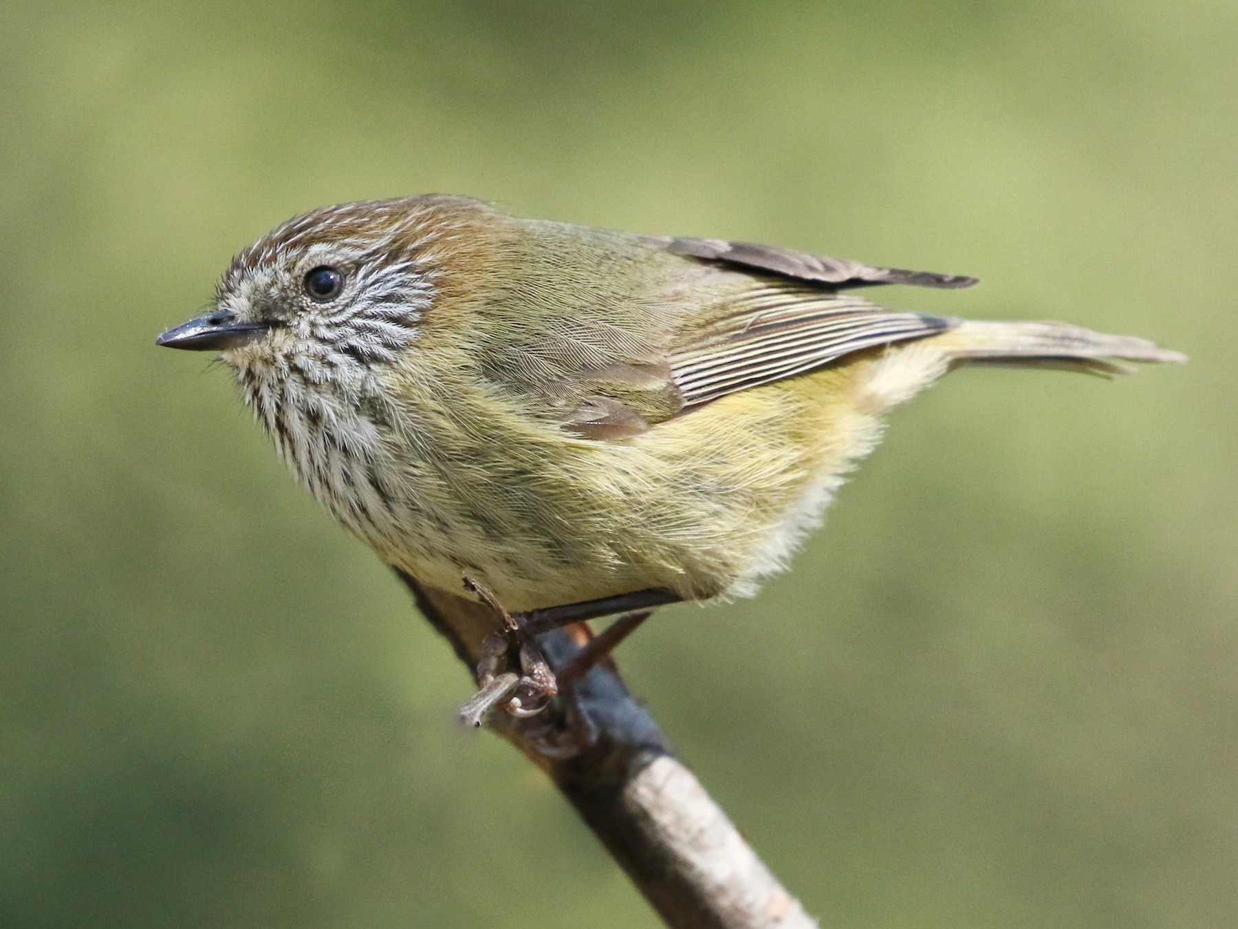 Acantiza estriada - eBird